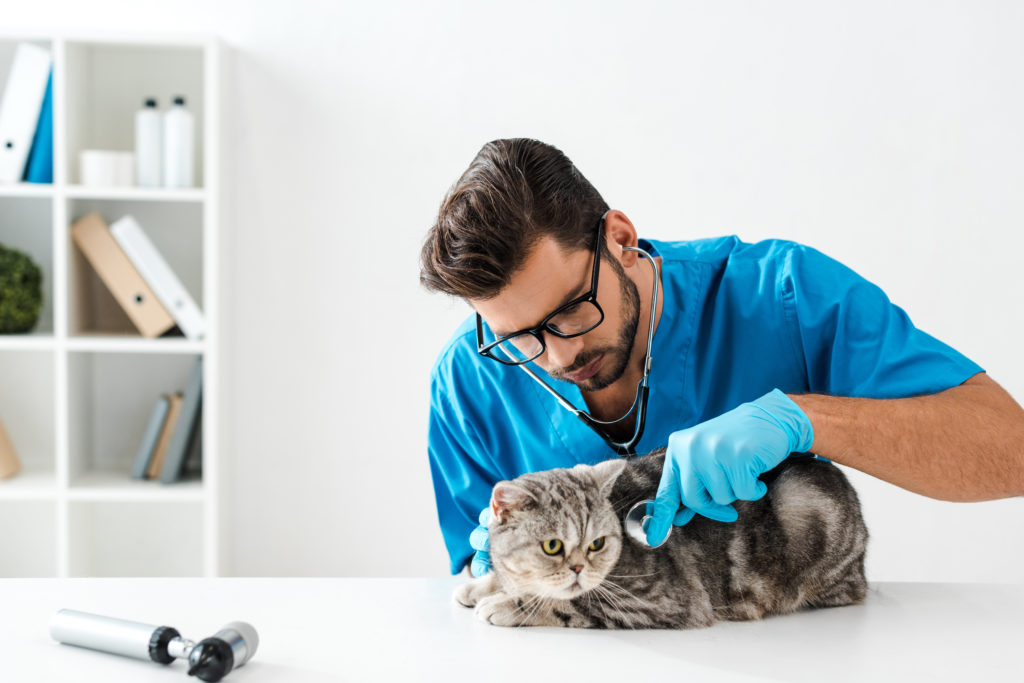 A Comprehensive Guide to Red Light Therapy for Cats