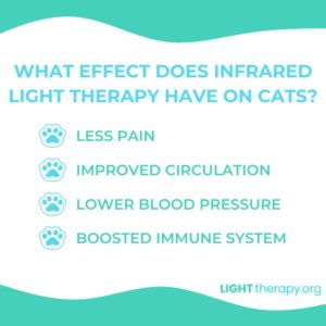 Infrared Light Therapy for Cats: Everything You Need to Know
