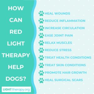 Best Red Light Therapy Devices for Dogs